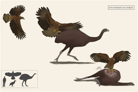 Hunting Giant Prey Attacking At Nearly 80 Km H Dominating New Zealand
