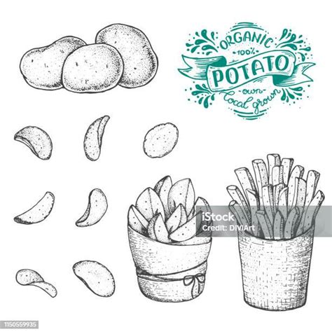 감자 벡터 일러스트입니다 생 고구마 감자 튀김 소박한 감자와 칩 손으로 그린 새겨진 스타일 일러스트 일러스트레이션에 대한 스톡 벡터 아트 및 기타 이미지 Istock
