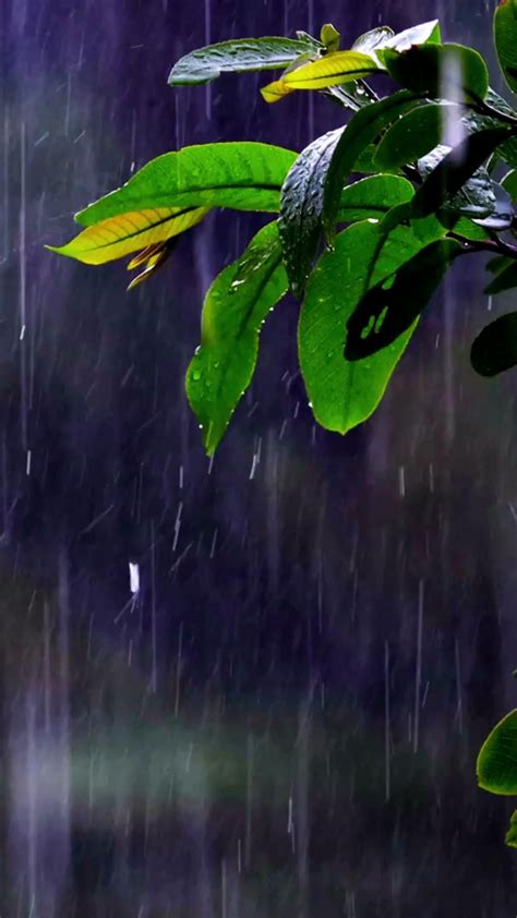 Animated Rain Wallpapers 4k Hd Backgrounds On Wallpaperbat