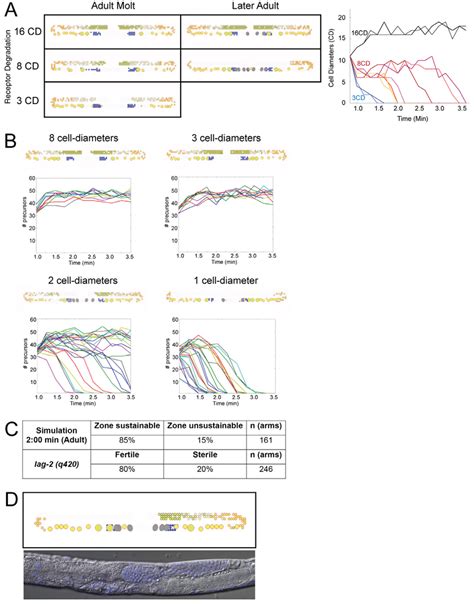 Sustainability Of The Proliferative Zone A Left Three Classes Of