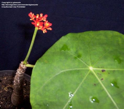 Plantfiles Pictures Jatropha Species Bottleplant Shrub Buddha Belly