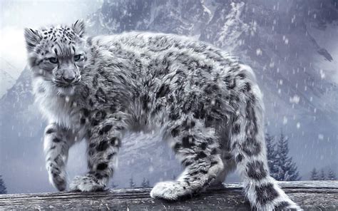 Snow Leopard Bing Wallpaper Snow Leopard Bing Wallpaper Ouvyj