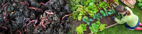 Use Of Earthworms To Produce Organic Fertilizer Greens Of Kerala