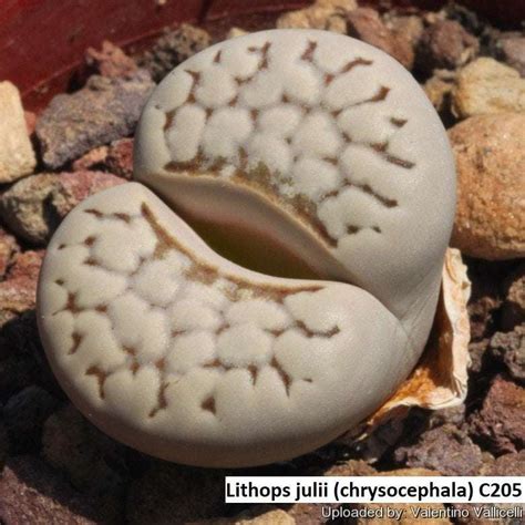 Lithops Julii Chrysocephala C205 20 Seeds Living Stones