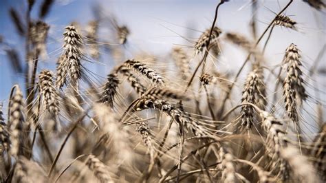 Chart Of The Day How Do Commodity Markets Adjust To Shocks
