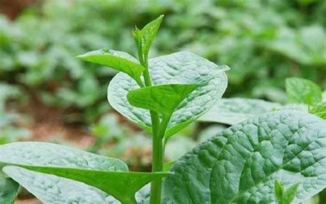 Mồng Tơi Tìm Hiểu đặc điểm Và Lợi ích Farmvina Nông Nghiệp