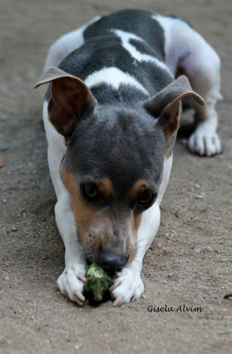 Terrier Brasileiro Fox Paulistinha Canil Pedra De Guaratiba Desde