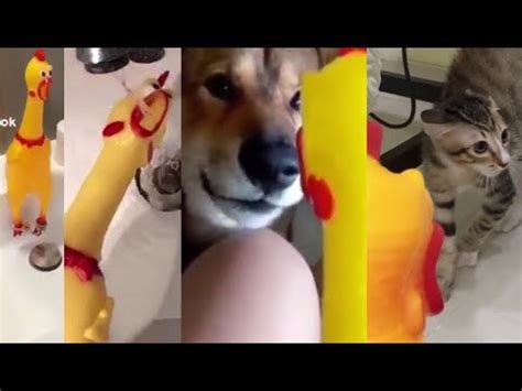 Best Rubber Chicken Memes Compilation Youtube