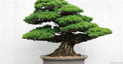 How Do I Care For A Monkey Thorn Bonsai Bonsai Tree Help