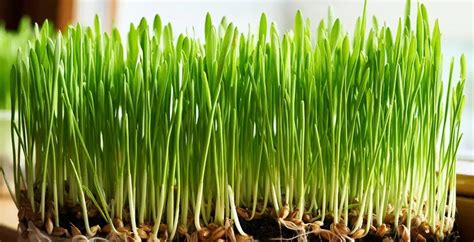 Is Wheatgrass Gluten Free Facts And Benefits Explained