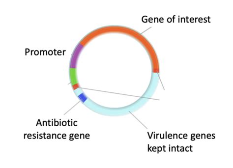 Bio 202 Final Exam Flashcards Quizlet