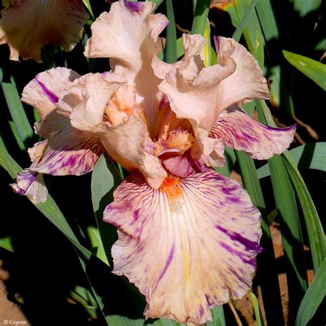 Iris Germanica Brindled Beauty Iris Des Jardins à Fleur Blanche