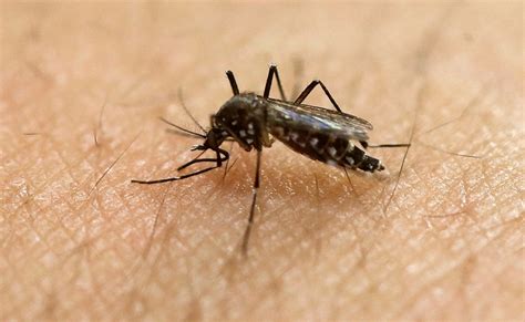 ¿qué Son Los Mosquitos Jejenes Insectos Que Tienen En Alerta A Nuevo León