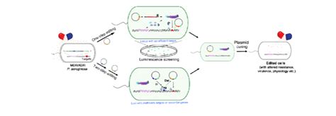 Schematic Diagram Of The Native Type I F Crispr Cas Mediated Genome