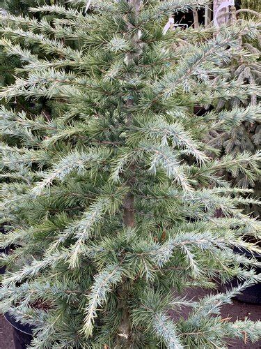 Cedrus Deodara Bushs Electra Cedrus Deodara Electra Blue