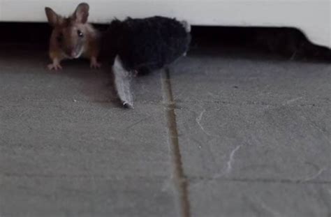 Lonely Mouse Seeks A New Companion