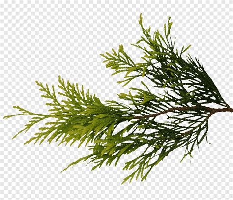 Pine Branch Texture Mapping Fir Grasses Bushes 3d Computer Graphics