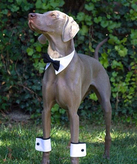 Dapper Bride Artofit