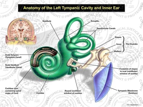 Anatomy Of The Left Tympanic Cavity And Inner Ear Stock Medical