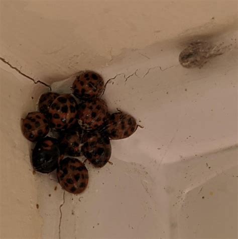 🔥 Is This A Mini Ladybug Orgy In Corner Of My Dining Room Never Knew