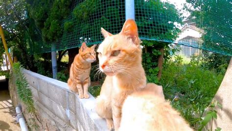 Cat41 ニコニコニュース オリジナル