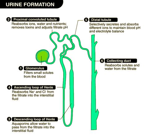 Urine Formation And Osmoregulation Understanding The Process