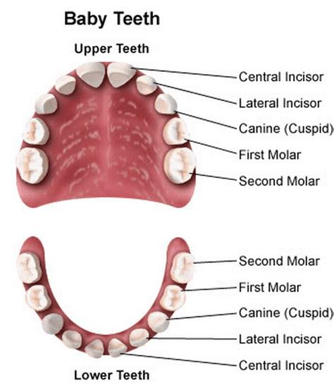 Dental Chart Of Primary Teeth At Daniel Tallent Blog