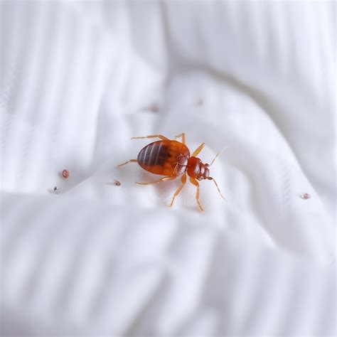 92000 Bed Bugs Sheets Pictures