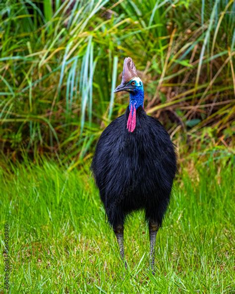 Mighty Southern Cassowary Seen Up Close In Daintree Rainforest National