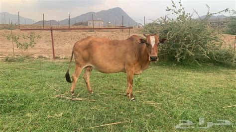 بقره بلدي فاخر دافع واصله للبيع موقع حراج