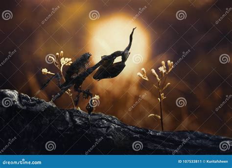 Ghost Mantis Macro Art Mantis Stock Image Image Of Endemic