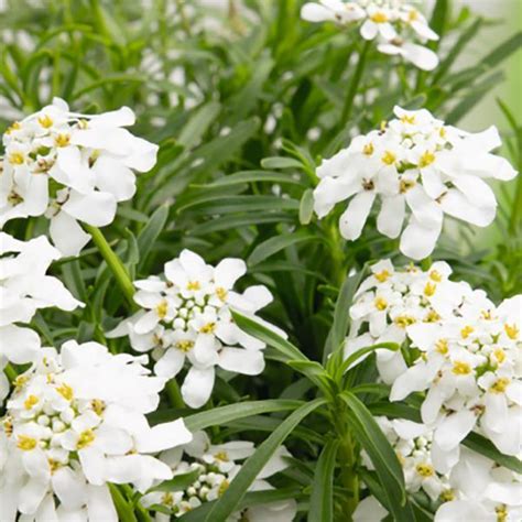 Iberis Sempervirens Snow Flurries Candytuft Siteone