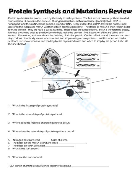 Protein Synthesis Review Worksheet