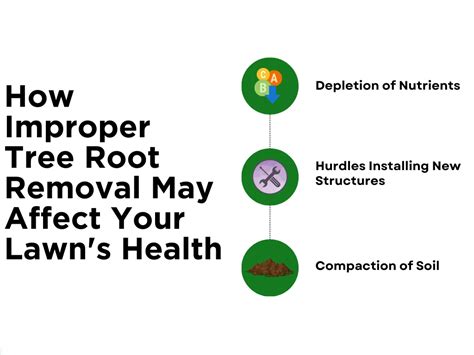 Tree Root Removal How To Remove Big Trees From Ground