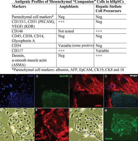 Companion Cells To The Hhpsc Colonies Comprise Hepatic Stellate Cells