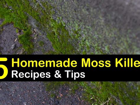Moss Killer Spray For Trees At Michael Dalrymple Blog