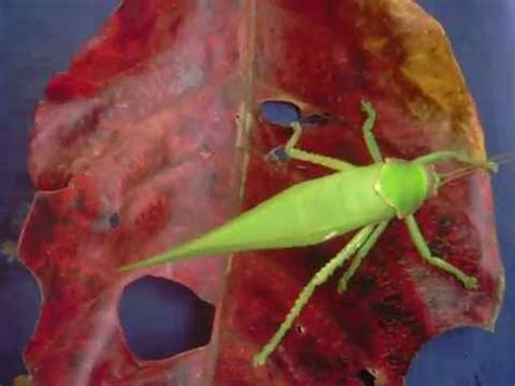 This Is How Katydid Makes Beeping Sound Youtube