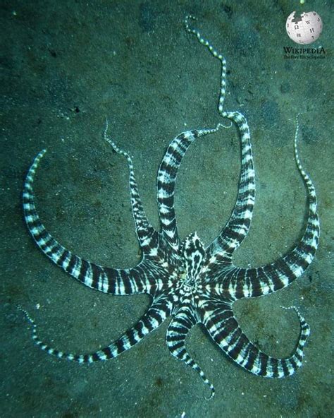 Mimic Octopus Mimicking Diver