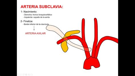 Arteria Subclavia
