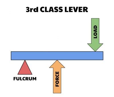 First Second Third Class Lever Examples