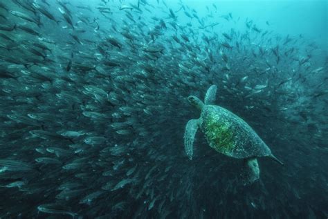 Ecuador Amplía La Reserva De Biósfera Galápagos Con La Inclusión De La