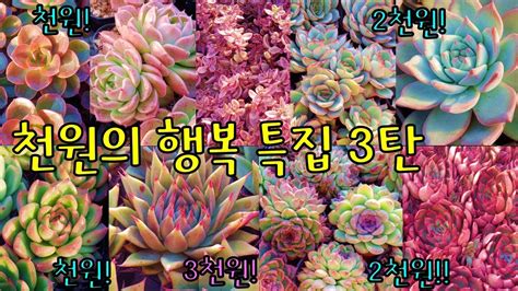 하니다육 12월 첫 신상 다육 천원의 행복 특집 3탄010 8061 7494 24시간 문자 주문 가능 Youtube