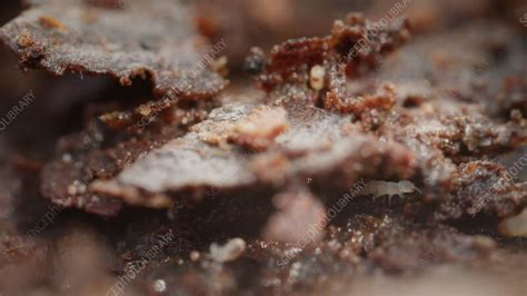 Tiny Springtail Digging In Earth On Forest Floor Stock Video Clip K0138909 Science Photo