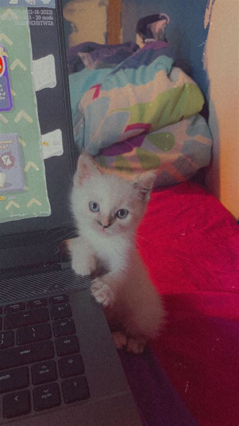 Meet Koi R Siamesecats