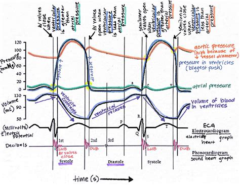 Heart Graph 62 Studocu