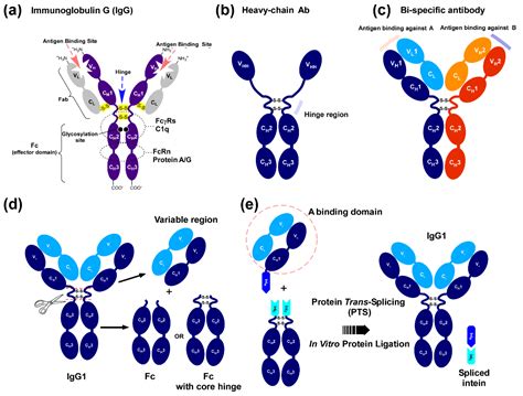 An Off The Shelf Approach For The Production Of Fc Fusion Proteins By