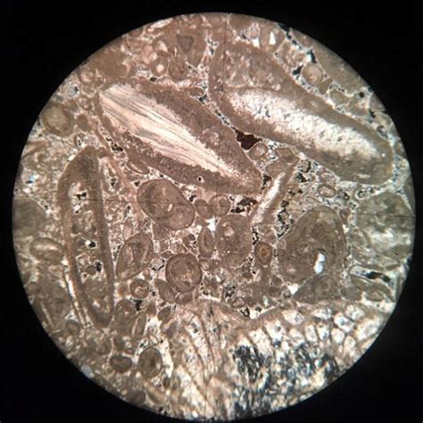 Shelly Limestone Slide Geology Superstore