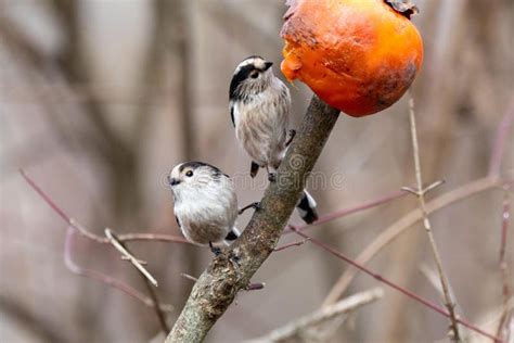 Long Tailed Tit Insectivorous Passerine Bird Woods And Countryside