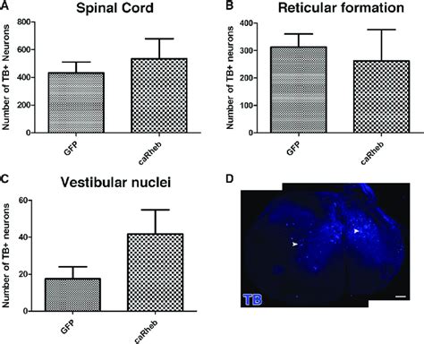 Retrograde Labeling Of Neurons Projecting Axons Into A Peripheral Nerve Download Scientific