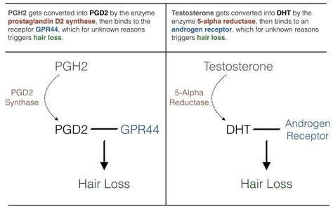 Prostaglandin D2 Rhairlossresearch